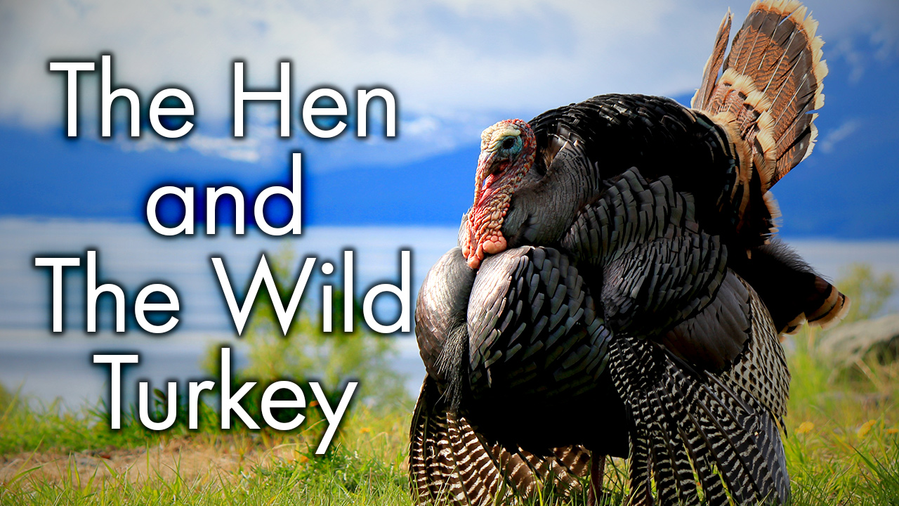 The Fable of the Hen and the Wild Turkey – DVS Press